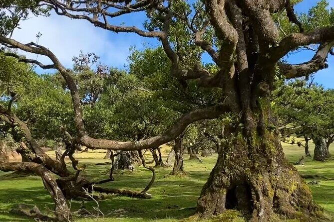 Small Group West Tour Waterfalls & Fanal Forest Tour - A Closer Look at the Itinerary