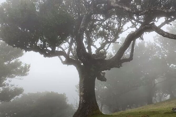 Small Group West Tour Waterfalls & Fanal Forest Tour - FAQ