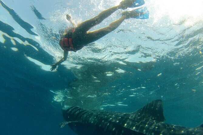Small-Group Whale Shark and Snorkeling Tour from Cancun - A Deep Dive into the Experience