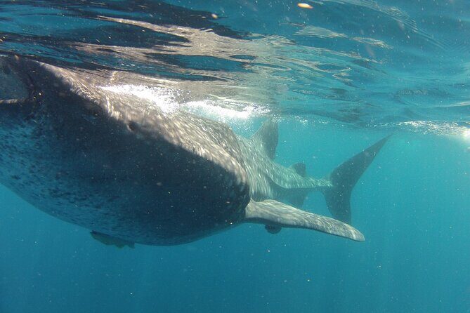 Small-Group Whale Shark and Snorkeling Tour from Cancun - FAQs