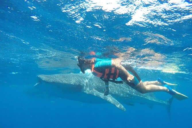 Small Group Whale Shark Encounter - 10 years in business - An In-Depth Look at the Whale Shark Encounter Tour