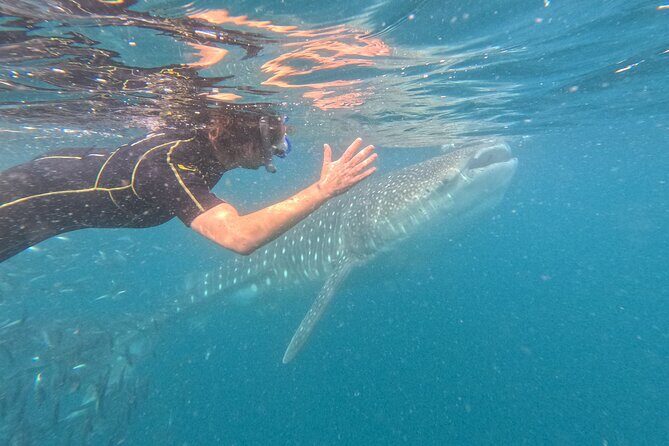 Small group whale shark experiences in La Paz - An In-Depth Look at the Small Group Whale Shark Tour in La Paz