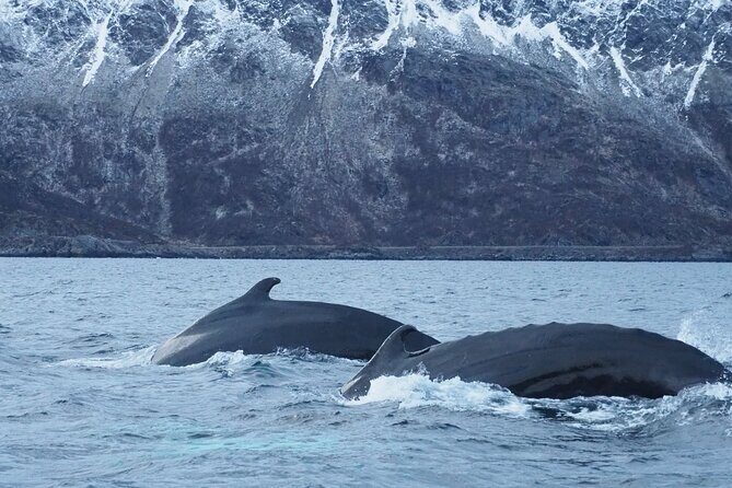 Small group Whale watching - Authentic Experiences and Customer Insights