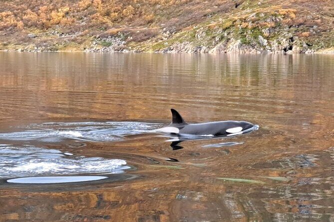 Small group Whale watching - Final Thoughts