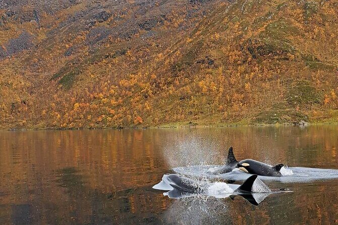 Small group Whale watching - FAQ