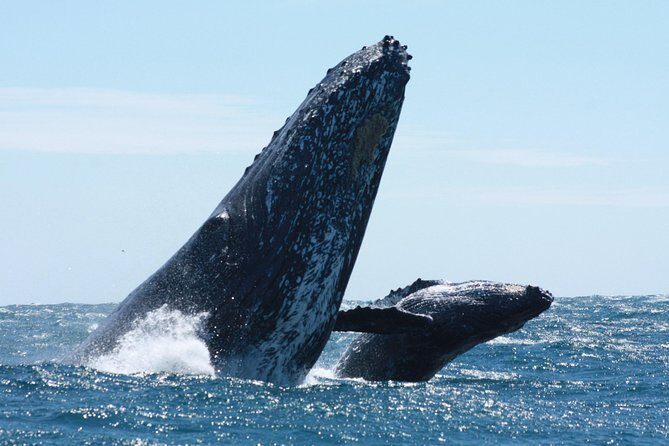 Small-Group Whale Watching Zodiac Boat Cruise in Cabo San Lucas - Detailed Review of the Experience