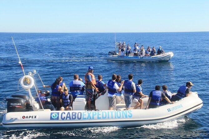 Small-Group Whale Watching Zodiac Boat Cruise in Cabo San Lucas - The Sum Up