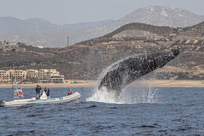 Small-Group Whale Watching Zodiac Boat Cruise in Cabo San Lucas - FAQ