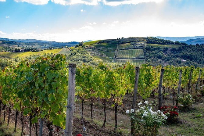 SMALL-GROUP Wine Safaris: Tuscan Wine Tasting Tours from Florence - Key Points