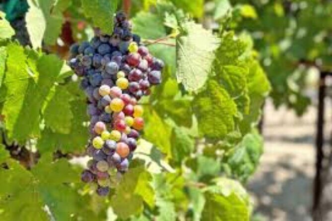 Small Group Wine Tour to Temecula from Los Angeles - The Sum Up