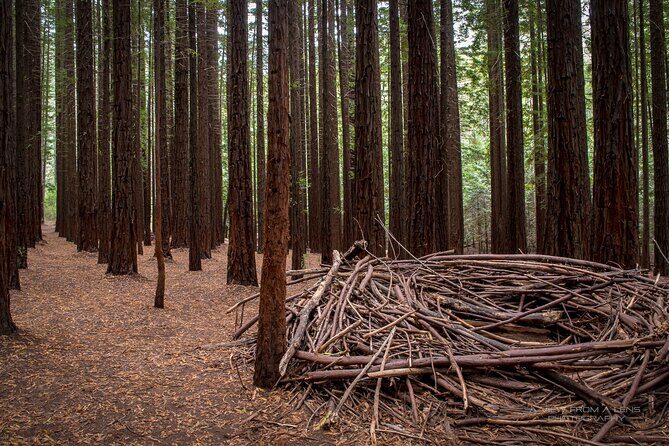 Small Group Yarra Valley: Redwoods Forest & Premium Wine Tour - Discovering the Yarra Valley: A Natural and Gourmet Escape