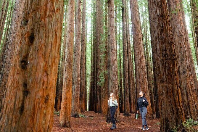 Small Group Yarra Valley: Redwoods Forest & Premium Wine Tour - Redwood Forest: Towering Tranquility