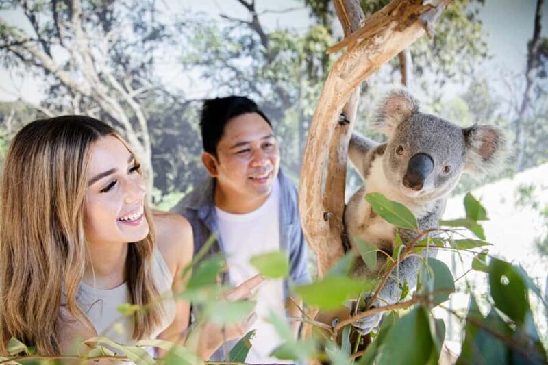 Small Group: Zoo, Blue Mountains, Scenic World Mandarin Tour - Price and Value: Is It Worth It?