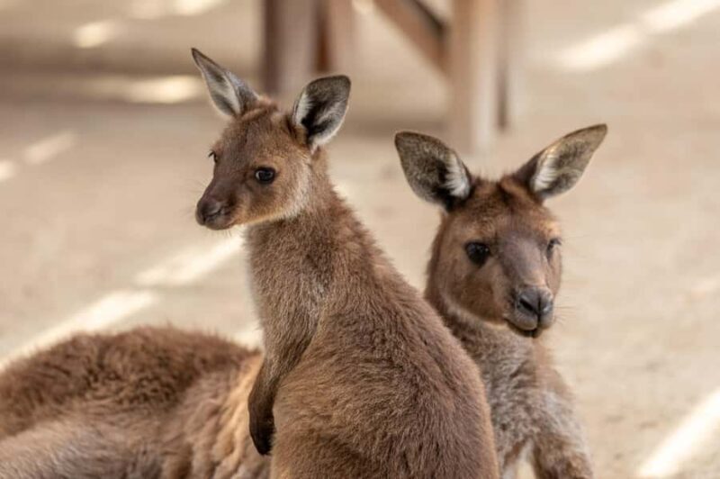 Small Group: Zoo, Blue Mountains, Scenic World Mandarin Tour - The Sum Up