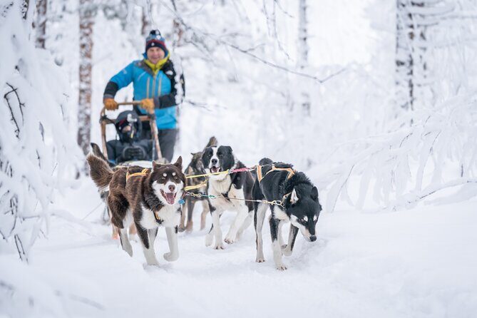 Small scale and Intimate Wilderness Dog Sledding 2h from Tromsø - Key Points