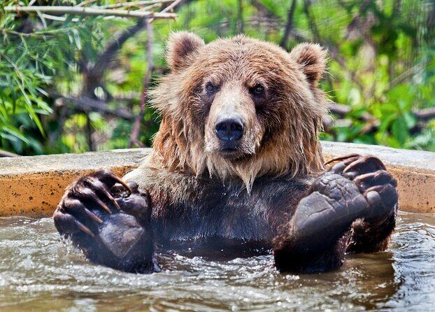 Smartphone Audio Driving Tour between Kamloops & Revelstoke - A Deep Dive into the Kamloops to Revelstoke Audio Tour