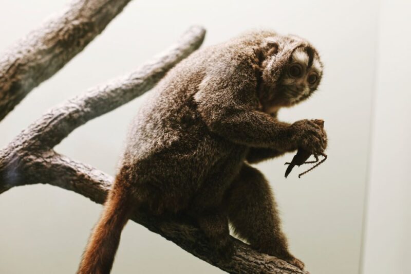 Smithsonian Natural History + Air & Space Museum Tour 8ppl - FAQs