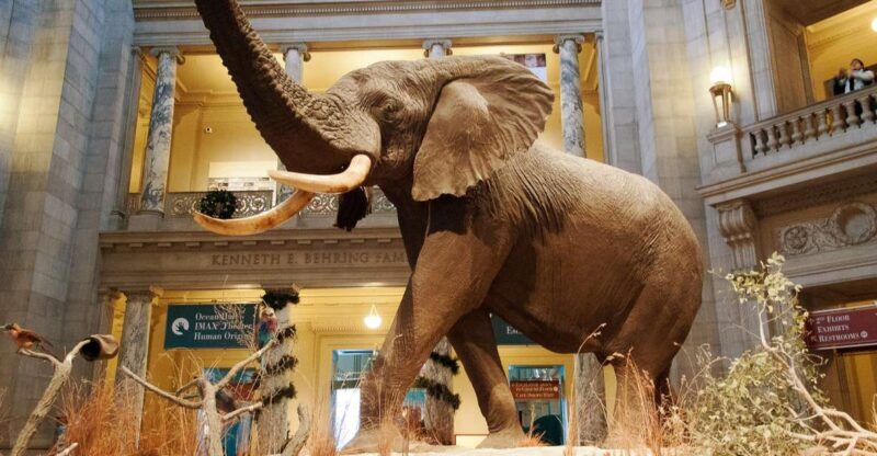 Smithsonian Natural History Museum Tour Semi-Private 8ppl - Practical Details: How It Works