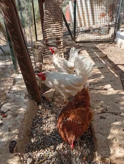 Snail and olive farm tour with table olives & homemade sweet - Key Points