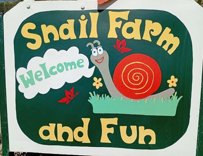 Snail and olive farm tour with table olives & homemade sweet - A Closer Look at the Snail and Olive Farm Tour