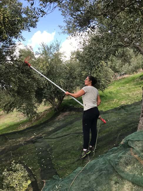 Snail and olive farm tour with table olives & homemade sweet - FAQs