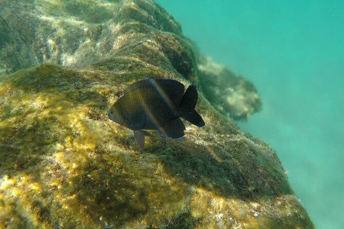 Snorkel Adventure at Cozumel! Transportation from Cancun & Playa Del Carmen - What Travelers Say: Authentic Perspectives