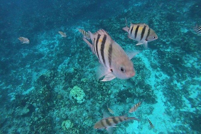 Snorkel Adventure at Cozumel! Transportation from Cancun & Playa Del Carmen - Final Thoughts: Is This Tour for You?