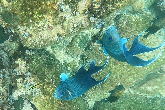 Snorkel Adventure in Marietas Islands or Punta Mita Reefs - Exploring the Snorkel Adventure in Nayarit