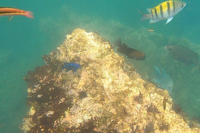 Snorkel Adventure in Marietas Islands or Punta Mita Reefs - Practical Considerations and Tips