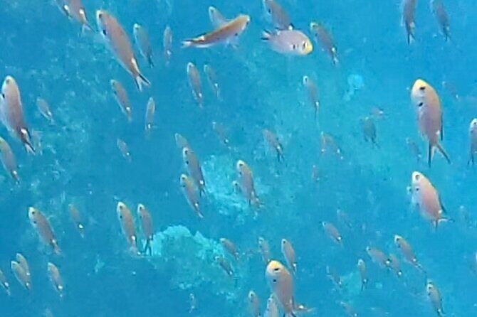 Snorkel Adventure in Marietas Islands or Punta Mita Reefs - The Sum Up