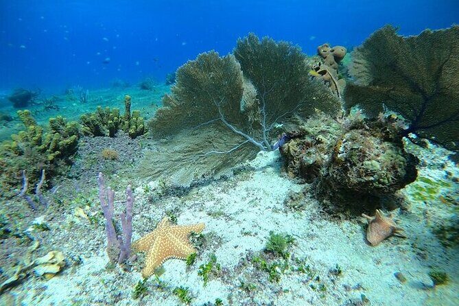 Snorkel along the coast, explore two reefs by Chivis del Mar - Who Will Love This Tour?