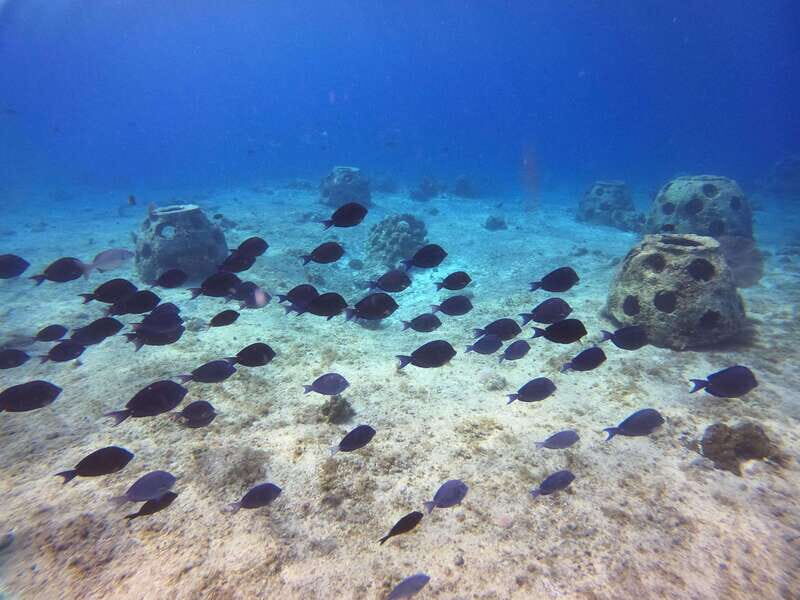 Snorkel along the coast with Chivis Del Mar. - What to Expect from the Snorkel with Chivis Del Mar