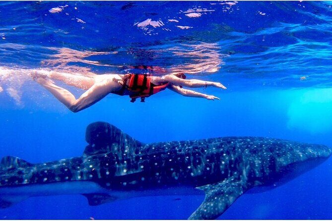 Snorkel and Swimming with Whale Shark in Cancun - Key Points