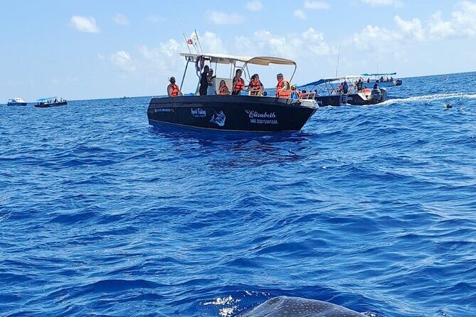 Snorkel and Swimming with Whale Shark in Cancun - What Makes This Tour Stand Out