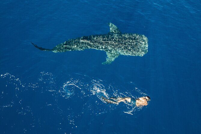 Snorkel and Swimming with Whale Shark in Cancun - Who Is This Tour Best For?