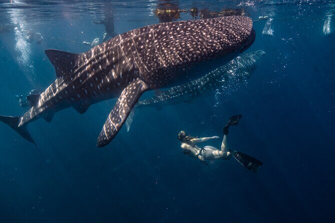 Snorkel and Swimming with Whale Shark in Cancun - Final Thoughts