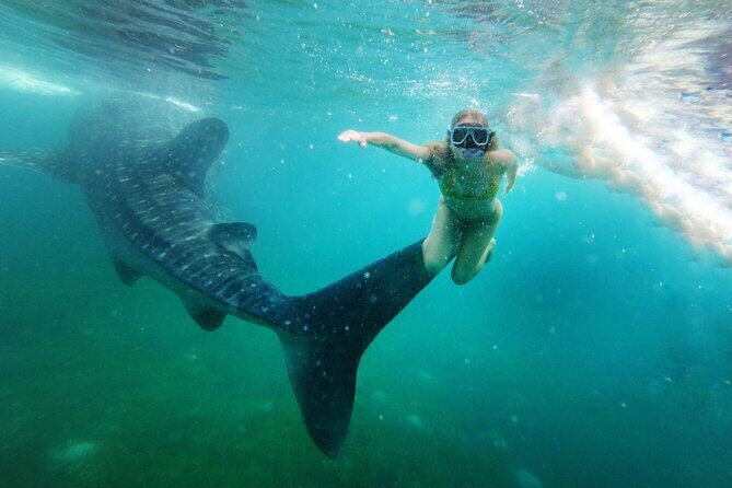 Snorkel and Swimming with Whale Shark in Cancun - FAQ