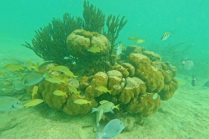 Snorkel Around Turtles in Akumal and Underground Cenote - Key Points