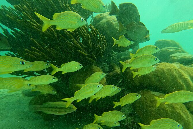 Snorkel Around Turtles in Akumal and Underground Cenote - Who This Tour Is Best For