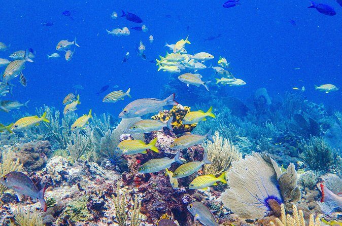 Snorkel at El Farito - The Lighthouse Reservation - Who Should Consider This Tour?