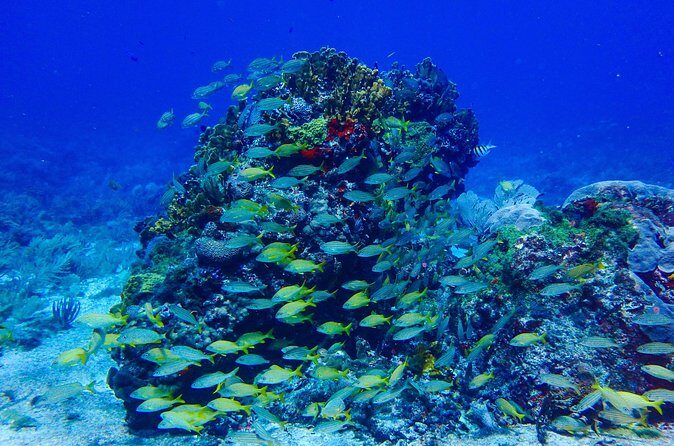 Snorkel at El Farito - The Lighthouse Reservation - FAQs