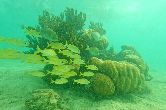 Snorkel at Turtle Habitat at Akumal from Playa del Carmen - An In-Depth Look at the Tour Experience