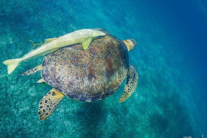 Snorkel boat tour in search of turtles - An In-Depth Look at the Snorkeling Experience in Costa Maya