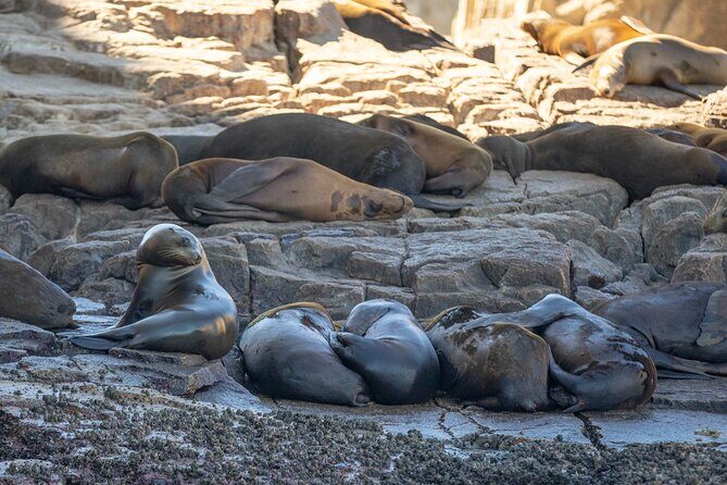 Snorkel & Explore Pelican Rock by Glass Boat + Photos - Who Is This Tour Best For?