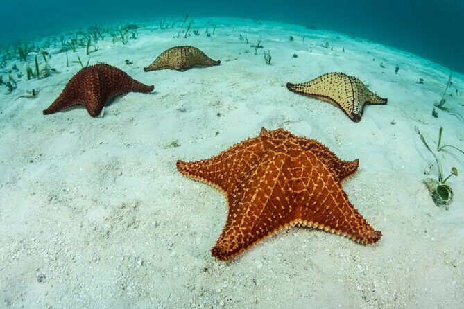 Snorkel In Cozumel! Boat Tour & Snorkel at 3 different Reefs - The Sum Up
