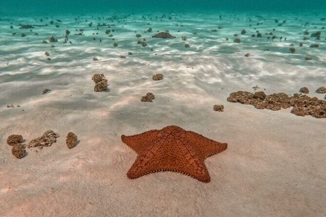 Snorkel in Paradise Cozumel El Cielito Palancar Reef Colombia - Key Points