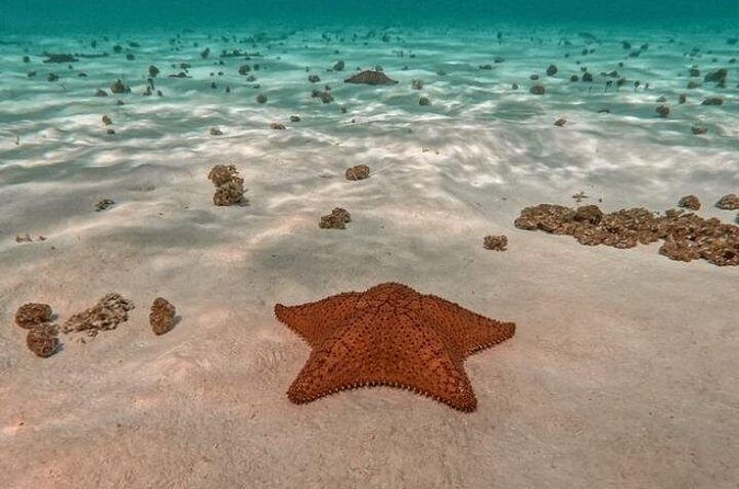 Snorkel in Paradise Cozumel El Cielito Palancar Reef Colombia - Who Is This Tour Best For?