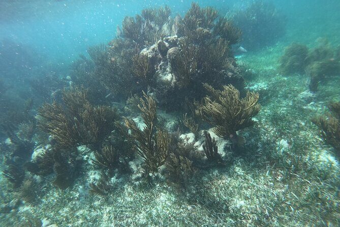 Snorkel in the beautiful reef of Puerto Morelos with transport - FAQ