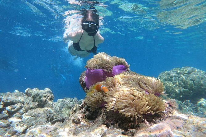 Snorkel in the second largest reef in the world Colorful tour in Puerto Morelos - Real-Life Insights from Reviews  