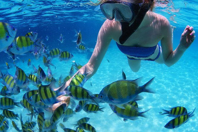 Snorkel in the turquoise Caribbean Sea in Puerto Morelos. Transport included - The Itinerary: What to Expect on Your Day in Puerto Morelos